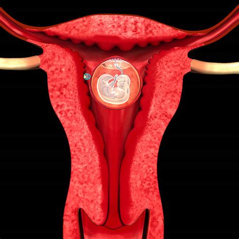 Endometrium Foto Stok Potret And Gambar Bebas Royalti Istock
