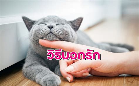 วิธีบอกรักของแมว ที่ทาสแมวต้องรู้ Allsurenews