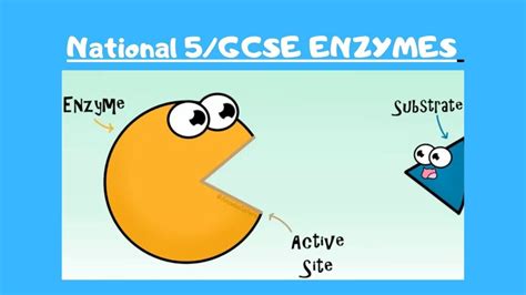 National 5 GCSE Enzymes Made Easy Part 2 YouTube