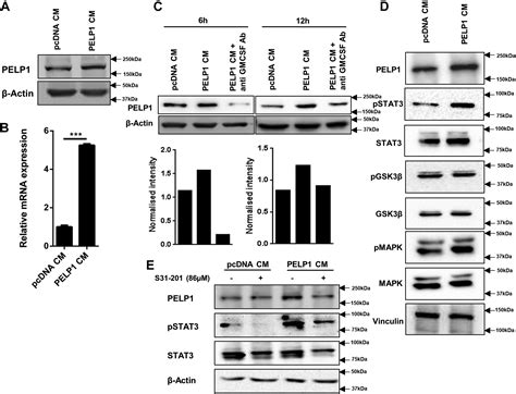 Inflammation Induced PELP Expression Promotes Tumorigenesis By