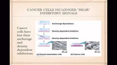 Density Dependent Inhibition And Cancer Youtube