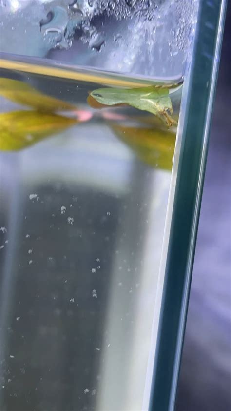 Need Help Identifying Swaying White Blobs On Aquarium Glass Rshrimptank