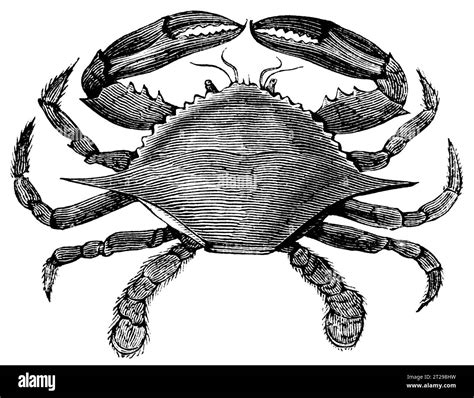 Callinectes Sapidus Digitally Restored Illustration From The