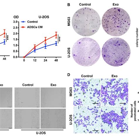 Adsc Exosomes Induce Colgalt2 Upregulation In Osteosarcoma Cells