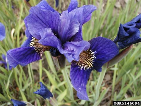 Iris Sibirica Siberian Iris Go Botany