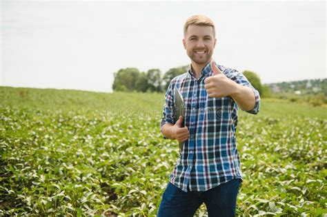 Agronomist Inspecting Soya Bean Crops Growing In The Farm Field