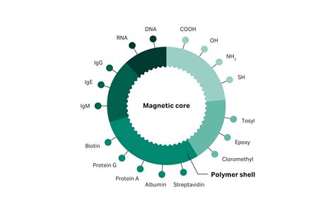 Conjugated Magnetic Beads Applications