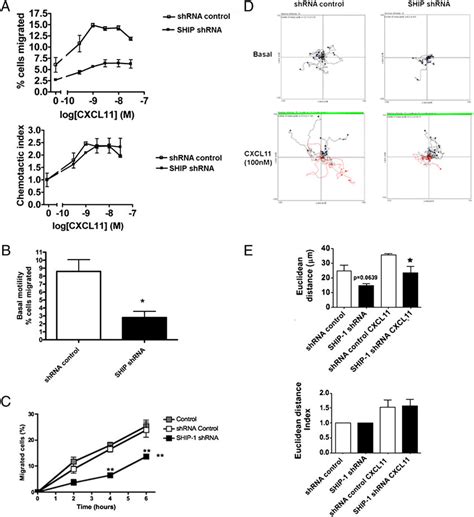 Effect Of Ship 1 Silencing On Basal And Directional Migration Cd4