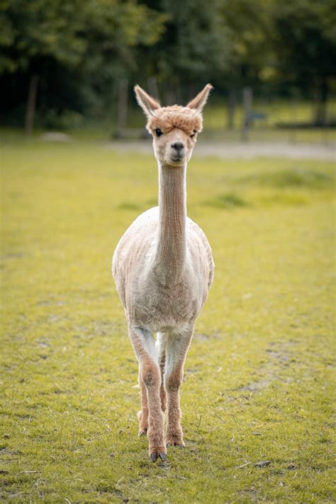 [200 ] Alpaca Wallpapers