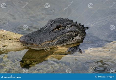 Smiling American Alligator Stock Image Image Of Nature 27800337
