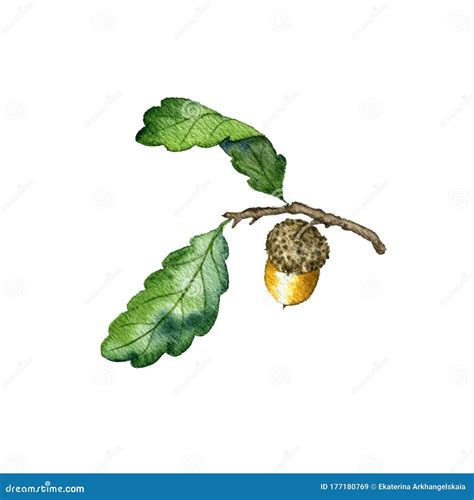 Watercolor Drawing Branch Of Oak Tree Stock Illustration Illustration