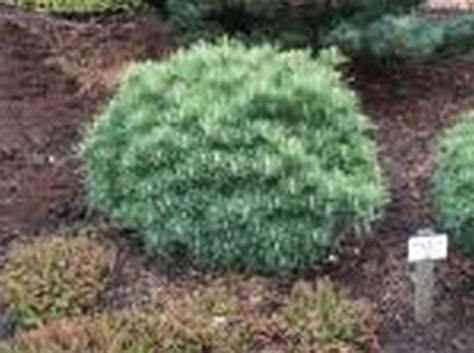 Pinus Strobus Minima