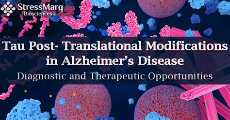 Tau Post Translational Modifications In Alzheimers Disease