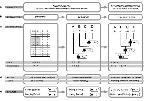 The Anatomy Of A Cladistic Analysis A A Cladistic Analysis Recovers