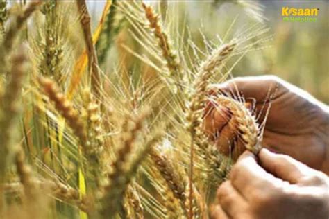 effect of sowing methods and moisture regimes on productivity of timely