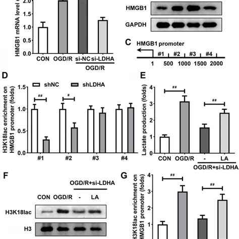 Upregulated Ldha Induced The Histone Lactylation In The Ogdr Treated