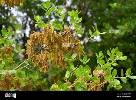 Palestine Oak Quercus Calliprinos Is An Evergreen Small Tree Native