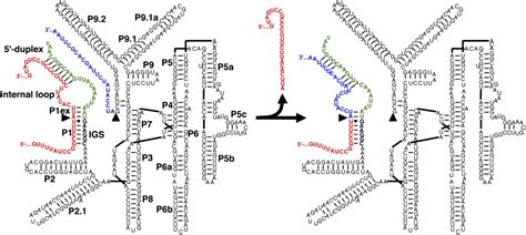 An In Vivo Selection Method To Optimize Trans Splicing Ribozymes
