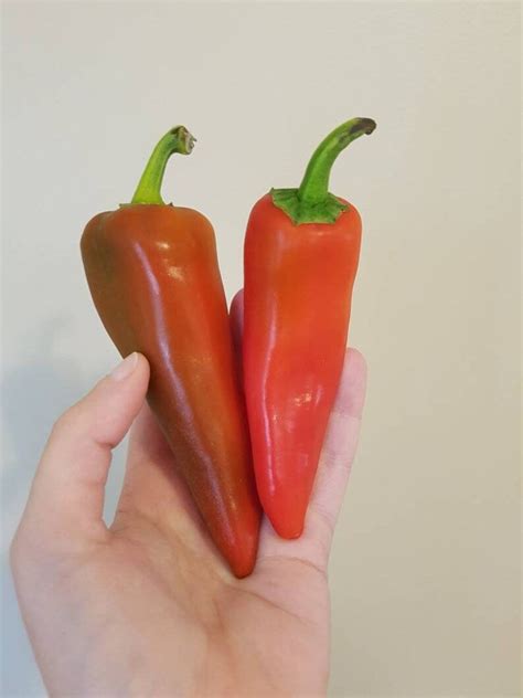 Red Fresno Hot Pepper Seeds Canada Medium Spicy Flavorful Chili