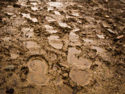 Preventing Soil Compaction How To Fix Compacted Soil In The Garden Gardening Know How