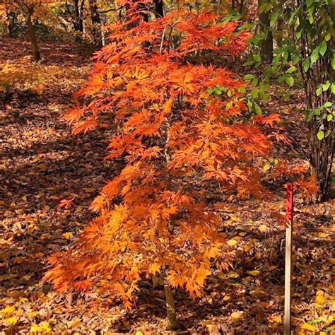 Full Moon Maple Garden Center Point