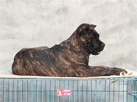 卡斯罗犬虎皮图片 品种 大山谷图库