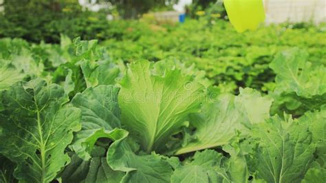 Treatment Of Cabbage Leaves With Soda Against Pests And Caterpillars