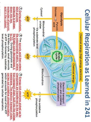 Cellular Respiration Flashcards Quizlet