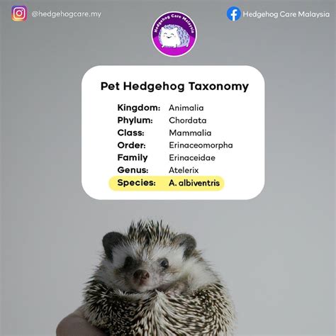 Hedgehog Care Malaysia 🇲🇾🦔 On Instagram “ English And Bahasa ——— 𝐏𝐞𝐭