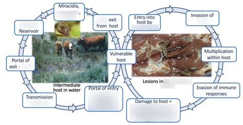 Trematodes Diagram Quizlet