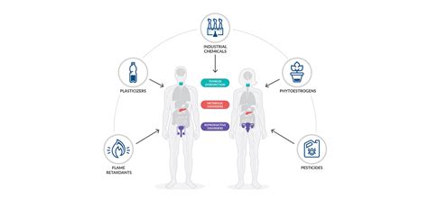 Endocrine Disruptors In Infertility Understanding The Impact And How