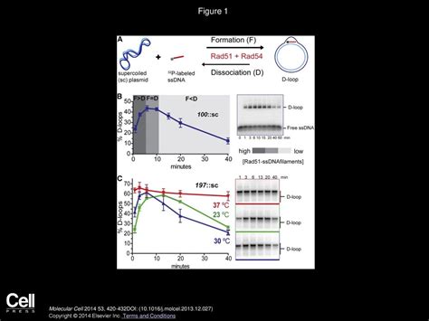 Rad Functions As A Heteroduplex DNA Pump Modulated By Its DNA Substrates And Rad During D