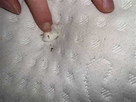 The Link Between Bed Bug Droppings And Infestation Signs To Look For