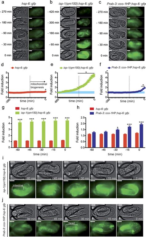 Study Of Mitochondrial Unfolded Protein Response Uprmt During