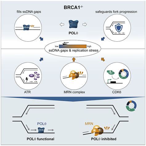 Brca Dna Repair By