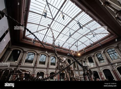 Berlin Germany Sept 2022 The Dinosaur Hall Fossil Of Giraffatitan