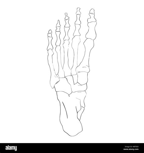 Dibujo De Los Huesos Del Cuerpo Humano Fotografías E Imágenes De Alta
