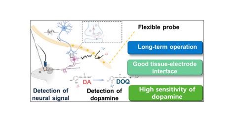 Ultraflexible Neural Electrodes Enabled Synchronized Long Term Dopamine Detection And Wideband