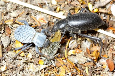 Desert Stink Beetle Eleodes Armata BugGuide Net
