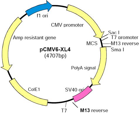 Pcmv6 Xl4载体 质粒图谱 优宝生物