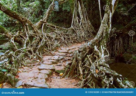 Living Root Bridge Stock Image Image Of Tour Tourism