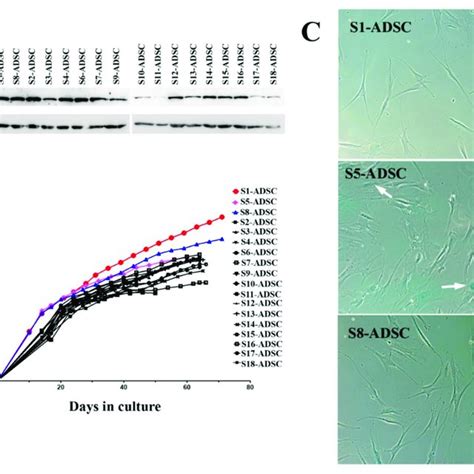 Analysis Of Htert Expression Proliferation Rates And Senescence Marker
