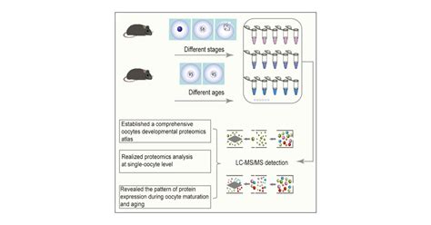 Discovery Of Oogenesis Biomarkers From Mouse Oocytes Using A Single Cell Proteomics Approach