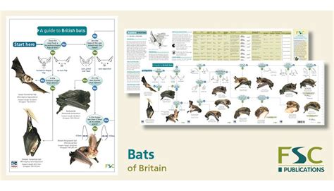 Fsc Fold Out Id Chart Bats Identification Guide