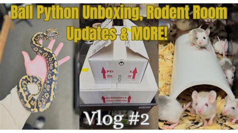 New Rodent Room Updates Unboxing More Ball Pythons🔥 Youtube