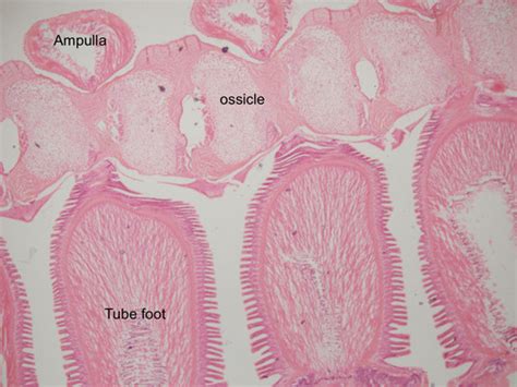 Echinoderms Hexapods Crustaceans Chelicerates Exam 2 Flashcards Quizlet
