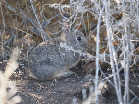 Species Spotlight Pygmy Rabbit Oregon Natural Desert Association
