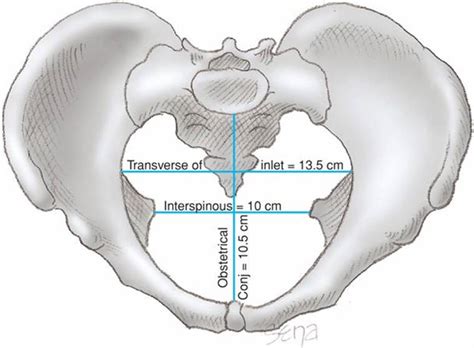 What Is The Measurement Of The Pelvis Bahg