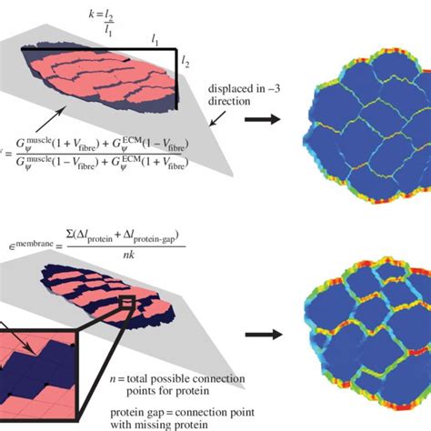 Finite Element Model In Shear For Healthy A And Diseased B Muscle Download Scientific