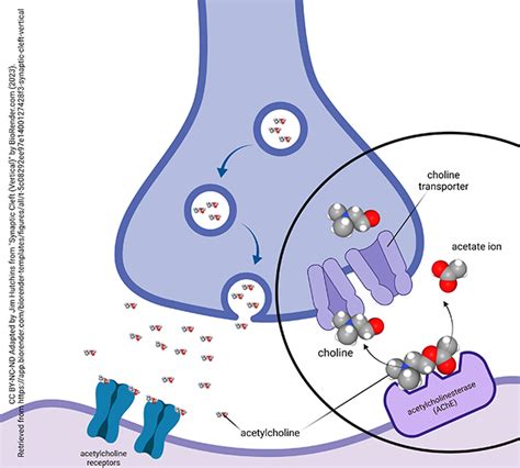 Neurotransmitters Integrated Human Anatomy And Physiology Part 2